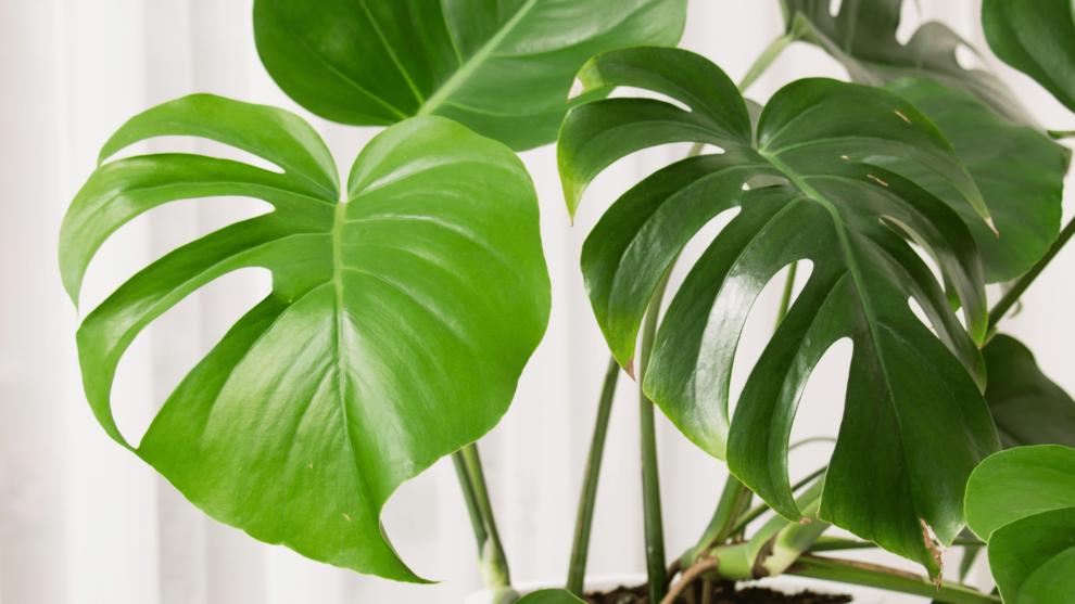 Monstera Deliciosa | njega i održavanje - Pjantina Monstera Deliciosa | njega i održavanje - Pjantina