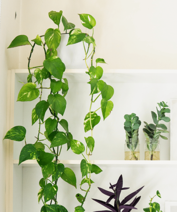 Zlatni puzavac (Epipremnum Aureum) | njega i održavanje - Pjantina