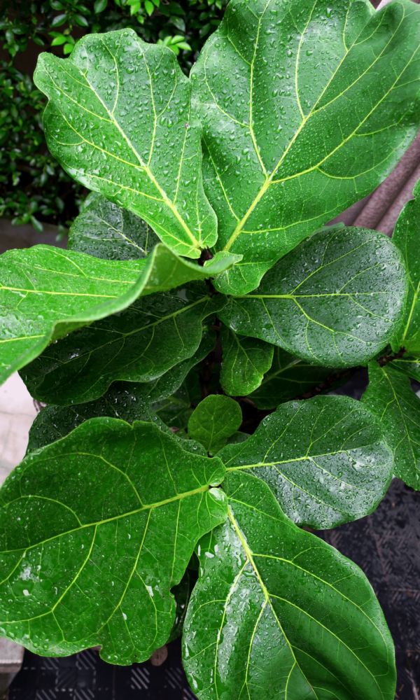 Ficus Lyrata (Lirasti fikus) i Ficus Lyrata Bambino - u čemu se ...