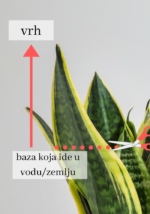 Sansevieria (Svekrvin jezik) | održavanje i razmnožavanje - Pjantina