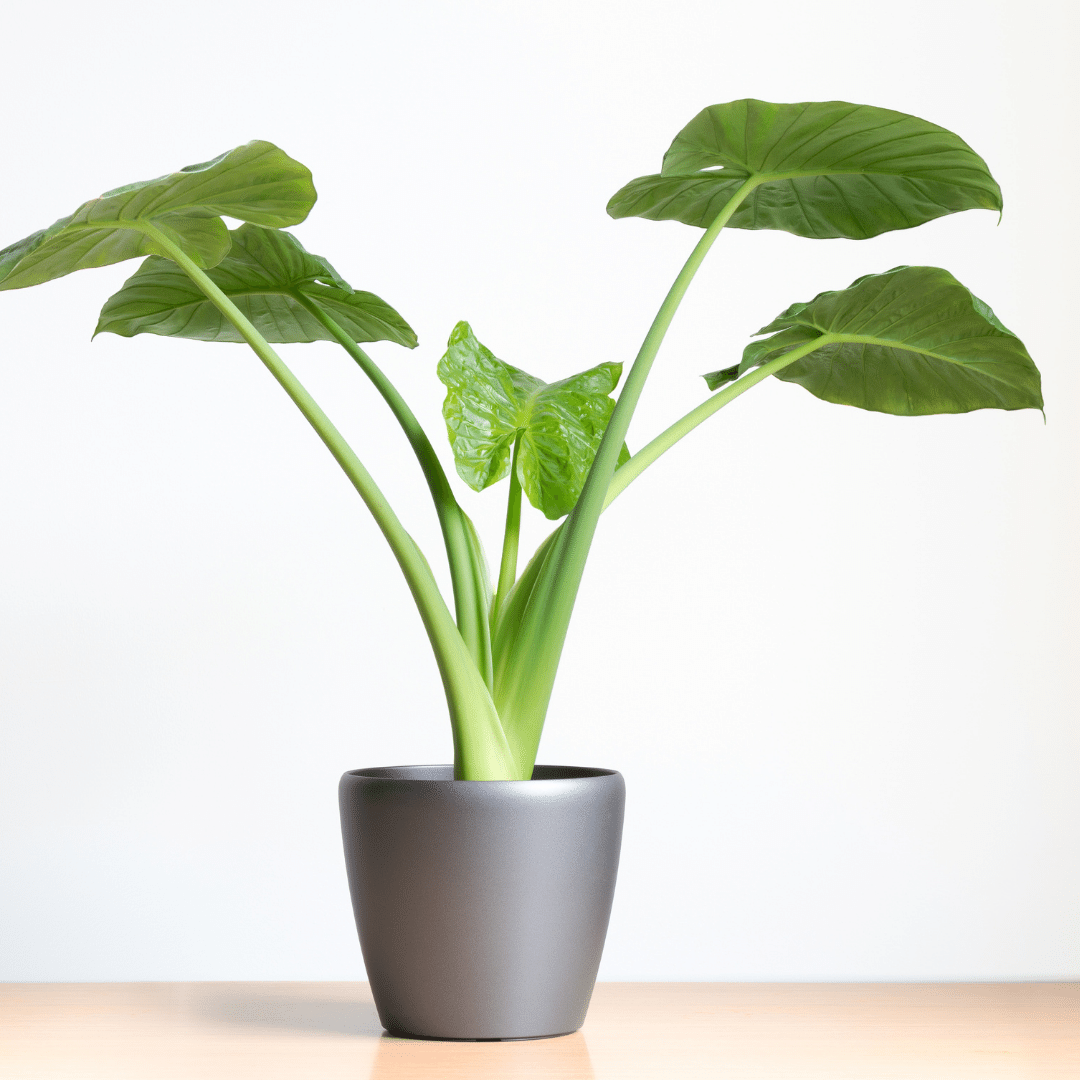 Srcolike biljke - savršen poklon za Valentinovo - Pjantina