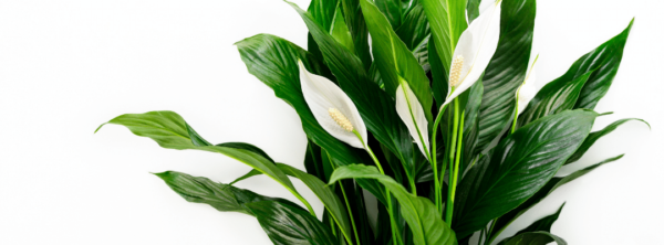 Spatifilum (Spathiphyllum) | njega i održavanje - Pjantina
