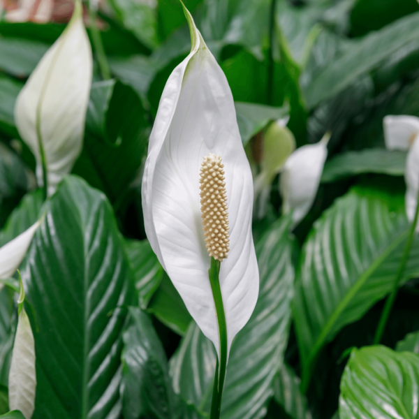 Spatifilum (Spathiphyllum) | njega i održavanje - Pjantina