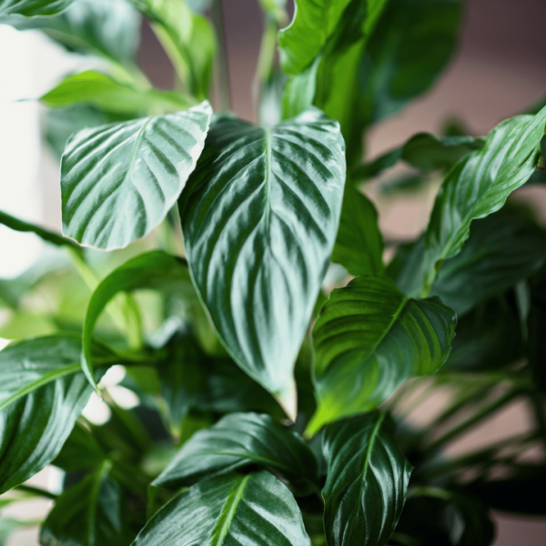 Spatifilum (Spathiphyllum) | njega i održavanje - Pjantina