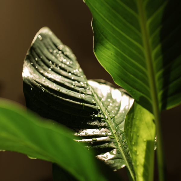 Spatifilum (Spathiphyllum) | njega i održavanje - Pjantina