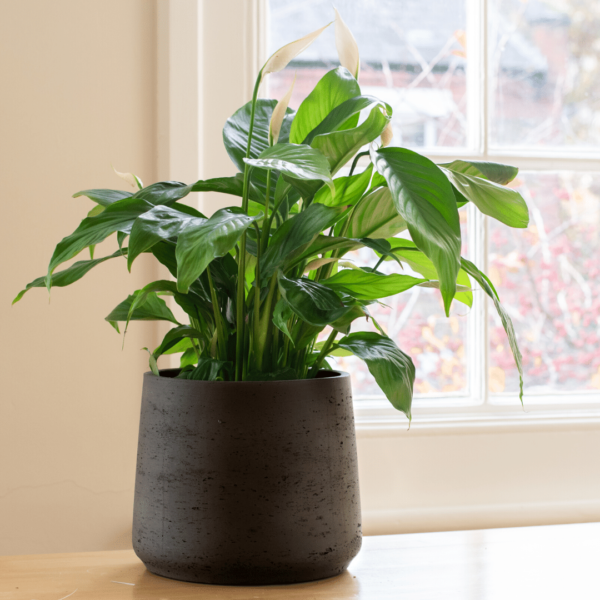 Spatifilum (Spathiphyllum) | njega i održavanje - Pjantina