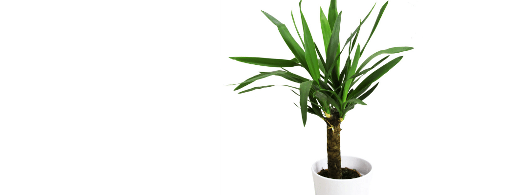 Juka - Yucca elephantipes | njega i održavanje - Pjantina