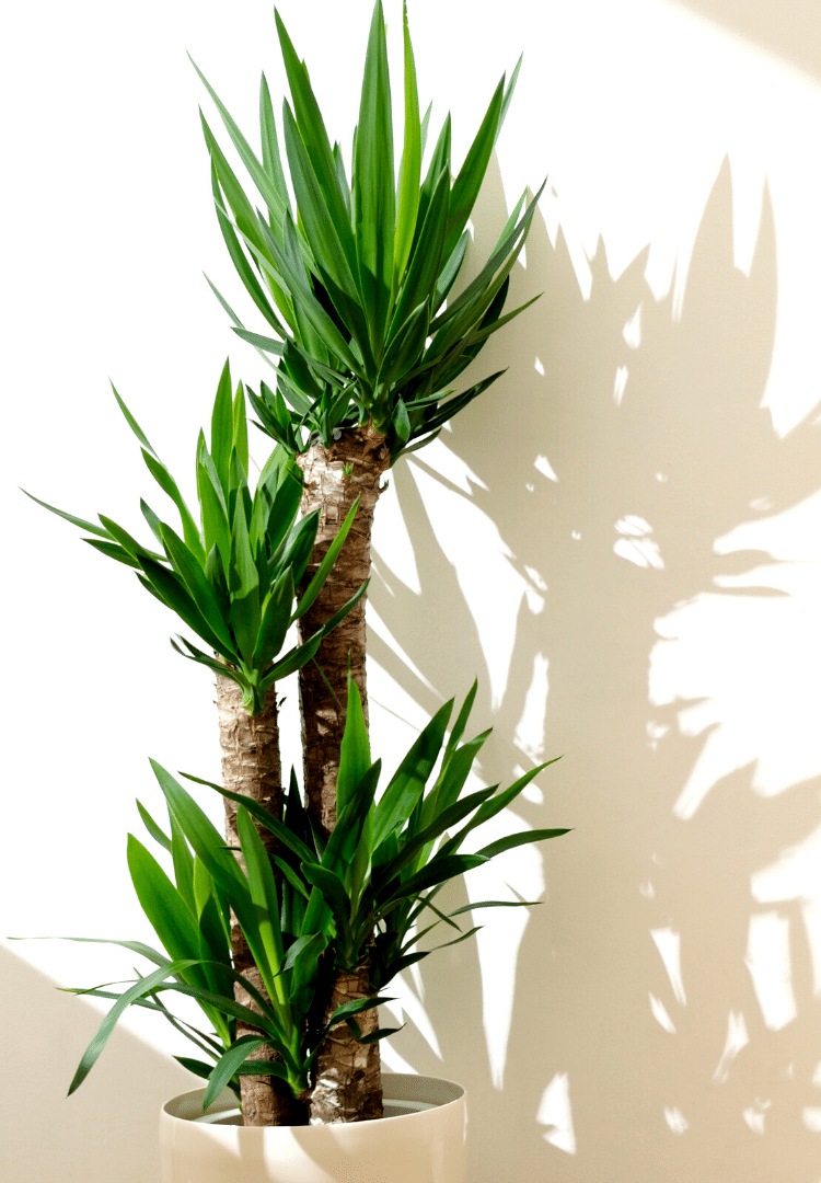 Juka - Yucca elephantipes | njega i održavanje - Pjantina