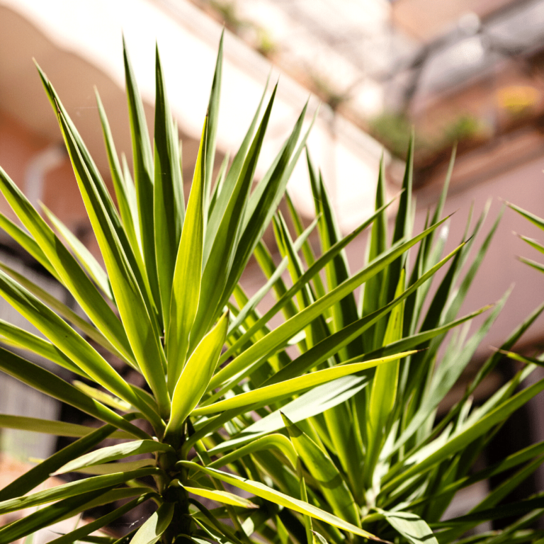 Juka - Yucca elephantipes | njega i održavanje - Pjantina