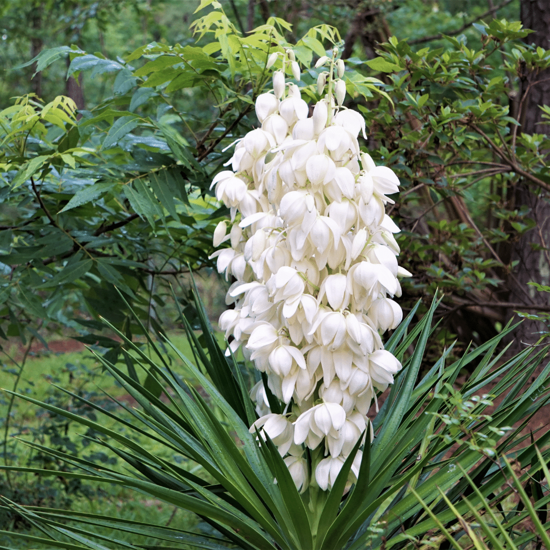 Juka - Yucca elephantipes | njega i održavanje - Pjantina