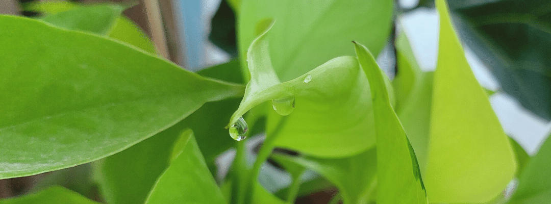 Gutacija | regulacija vode kod sobnih biljaka - Pjantina