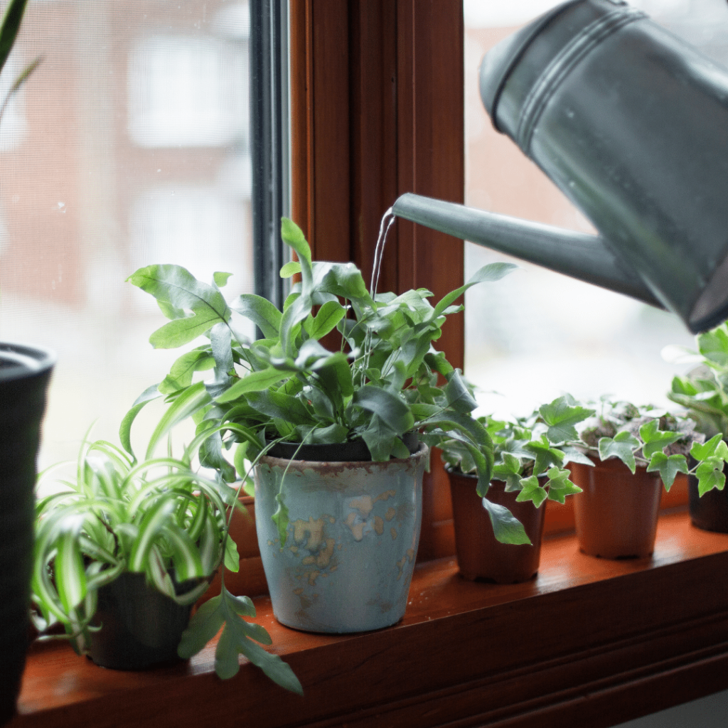 Arhiva Zalijevanje - Pjantina