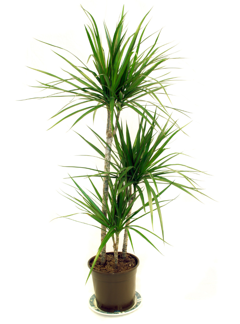 Dracena Marginata - njega i održavanje - Pjantina
