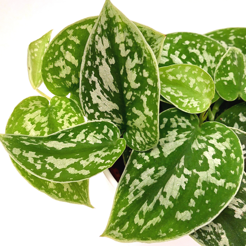 Arhiva Scindapsus Pictus - Pjantina