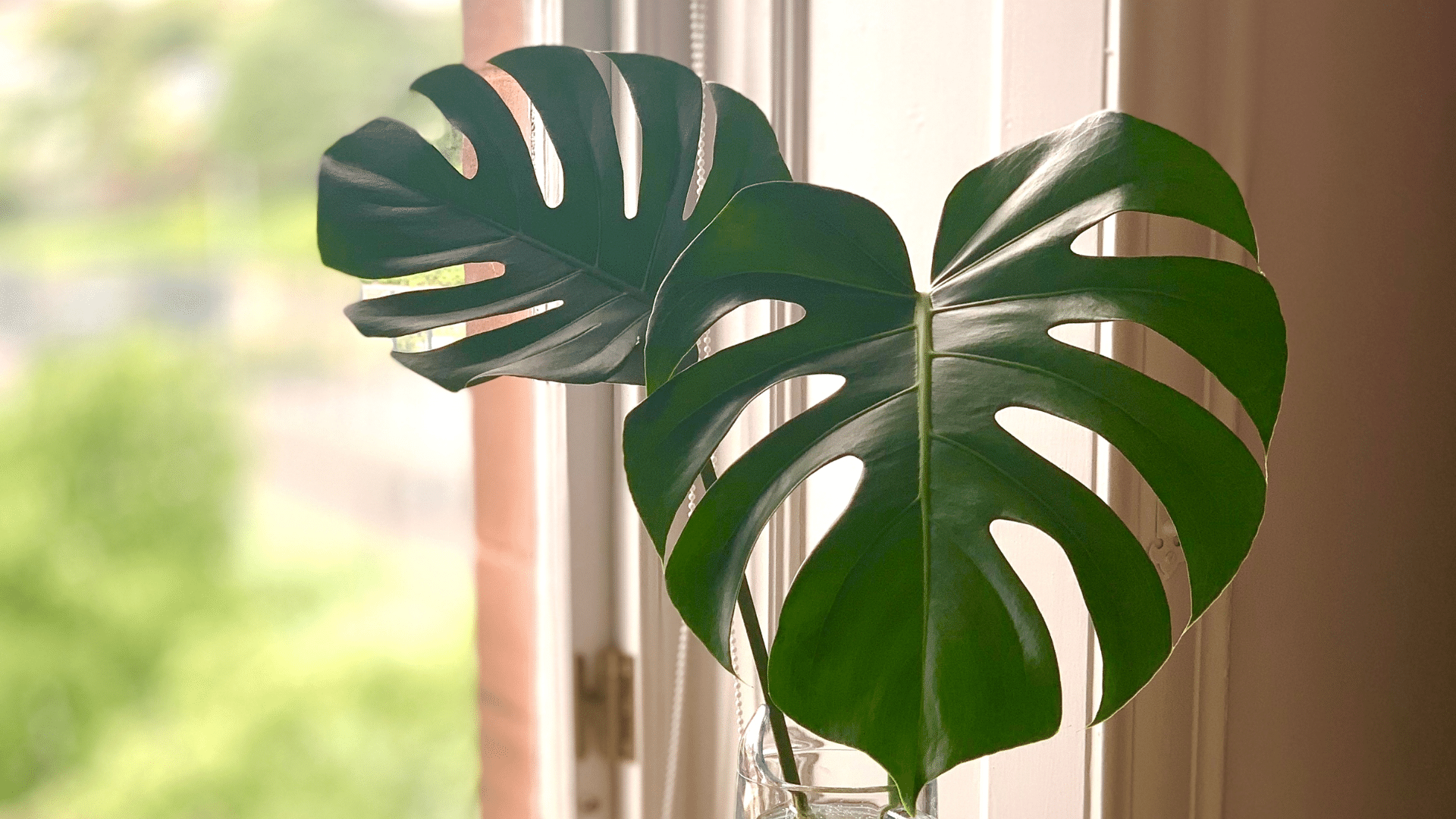 Monstera deliciosa vs Monstera borsigiana | po čemu se razlikuju ...