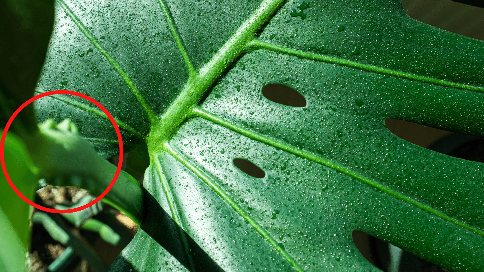 Monstera deliciosa vs Monstera borsigiana | po čemu se razlikuju ...