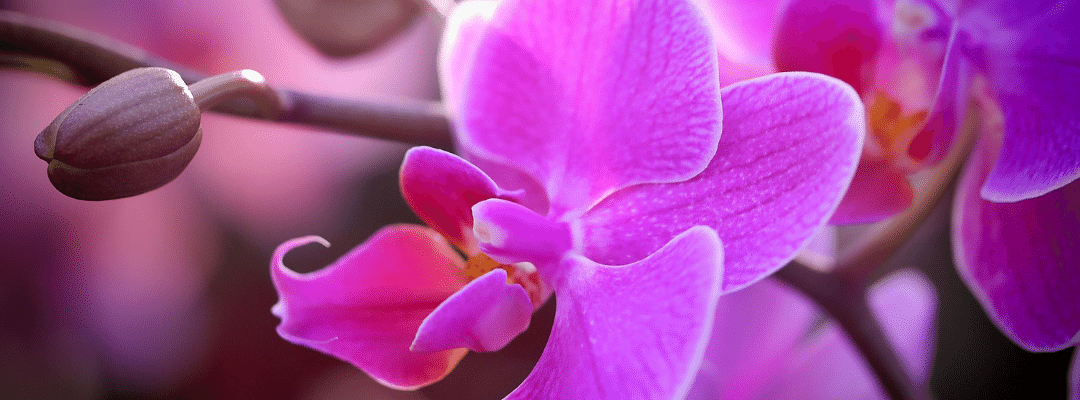 Phalaenopsis orhideja | njega i održavanje - Pjantina