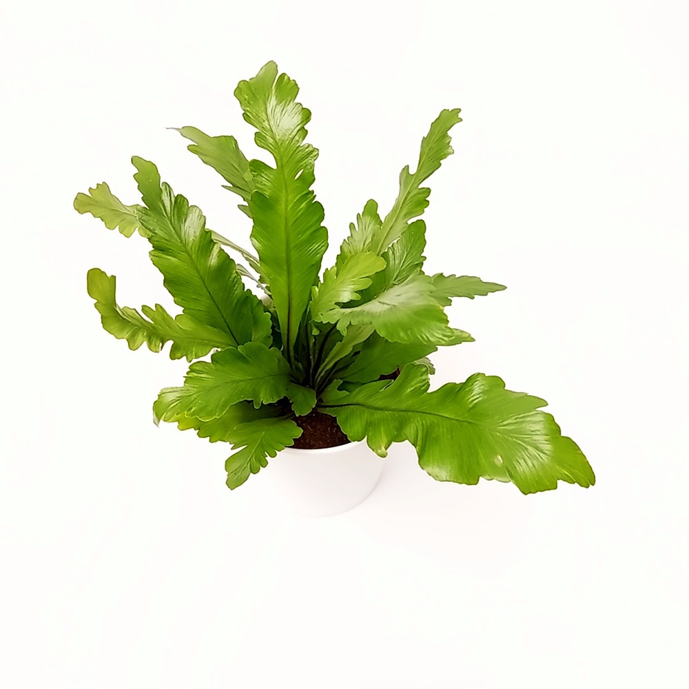 Balkonsko cvijeće koje će uljepšati svaki balkon - Pjantina