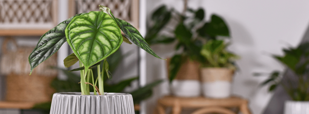 Alocasia (Alokazija) | njega i održavanje - Pjantina