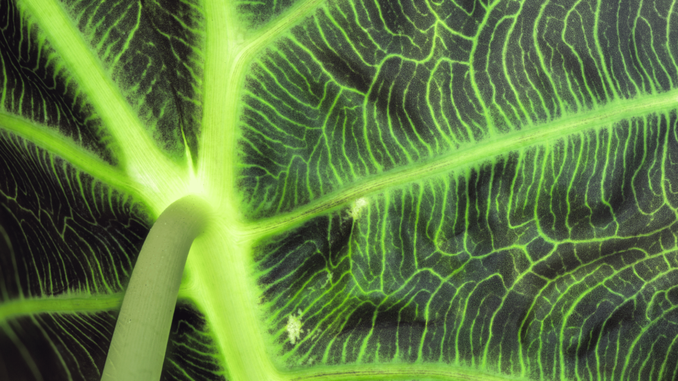 Alocasia (Alokazija) | njega i održavanje - Pjantina