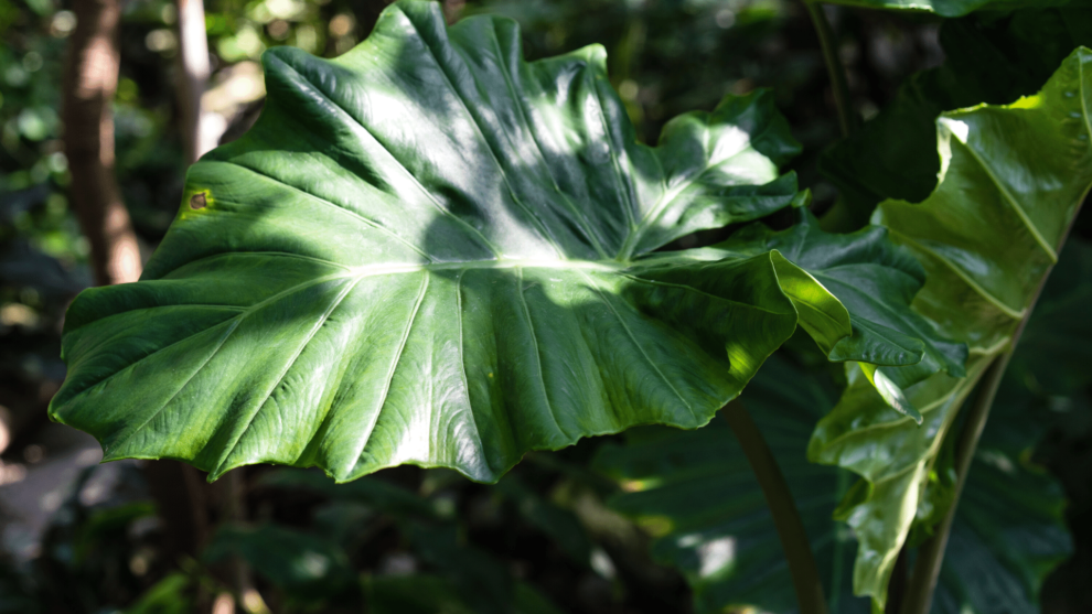 Alocasia (Alokazija) | njega i održavanje - Pjantina