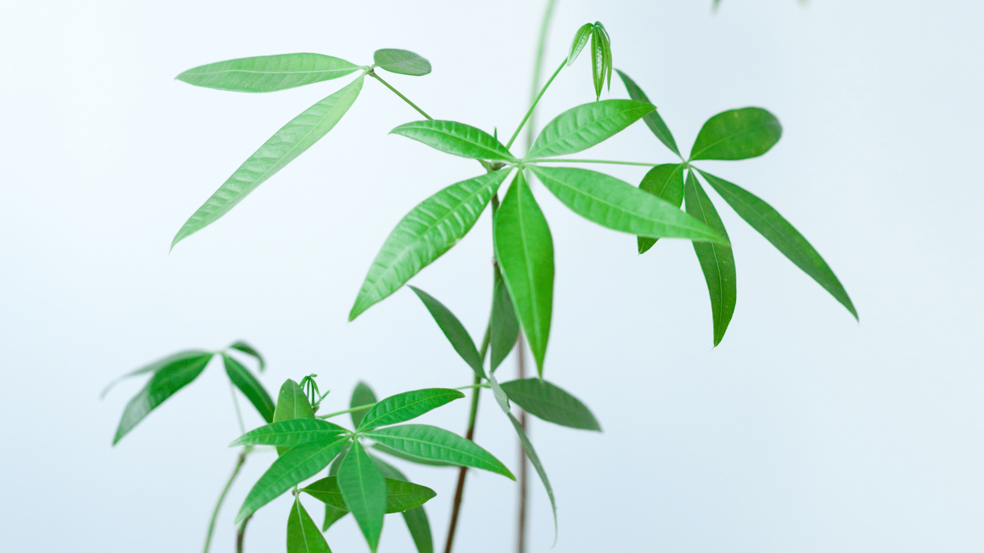 Pachira Aquatica aka Drvo novca | njega i održavanje - Pjantina