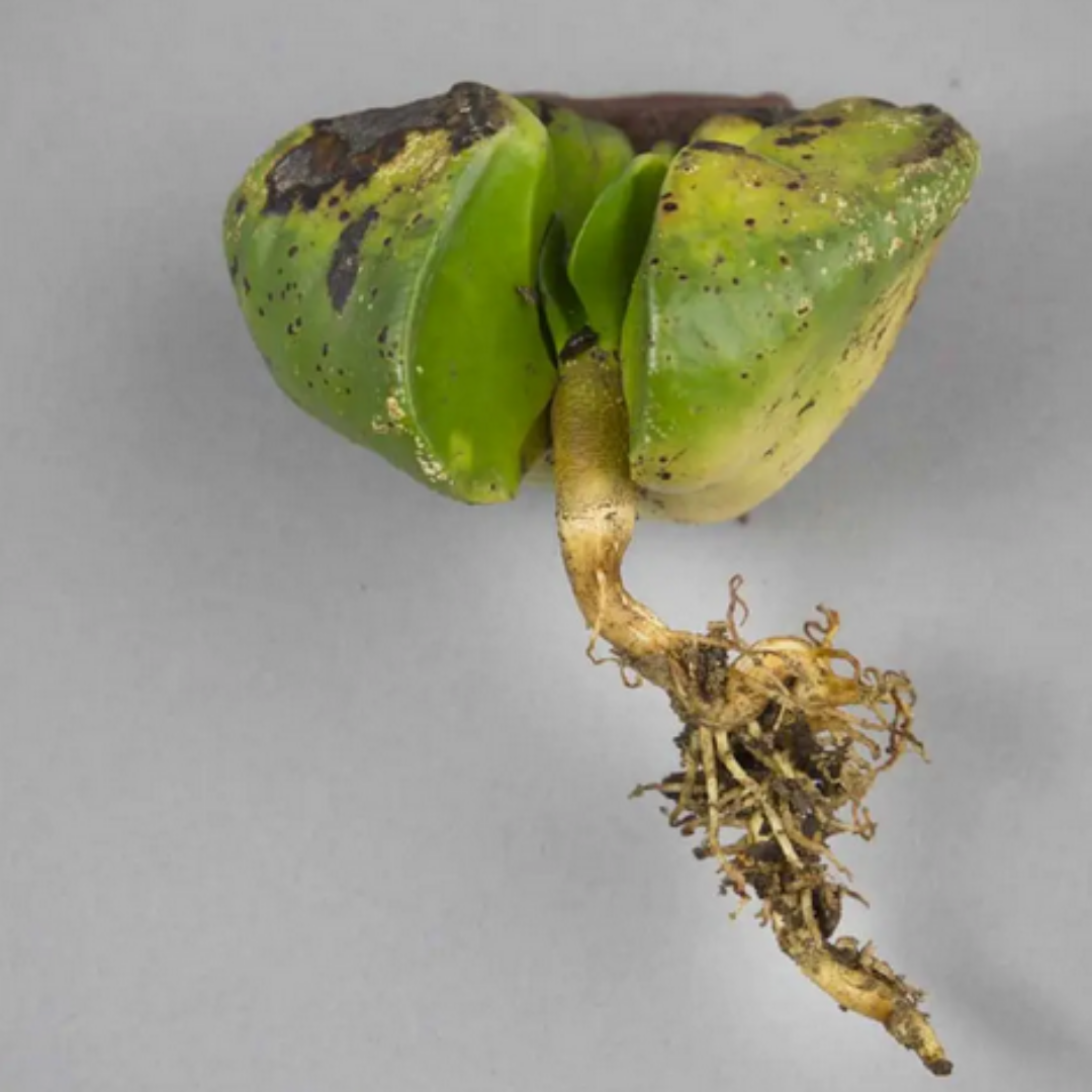 Pachira Aquatica aka Drvo novca | njega i održavanje - Pjantina