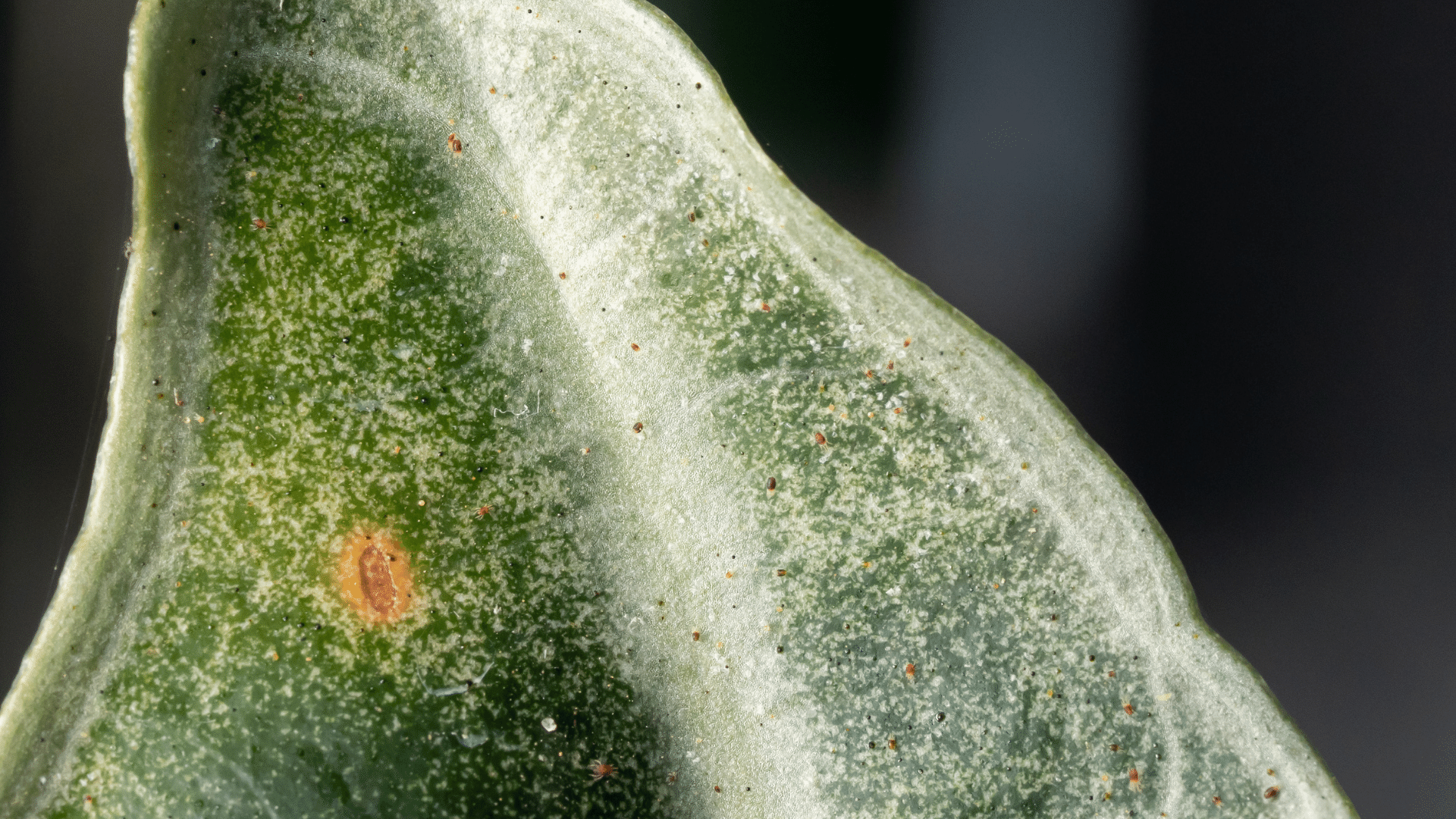 Što je crveni pauk i kako ga prepoznati? | najčešći nametnici sobnih ...