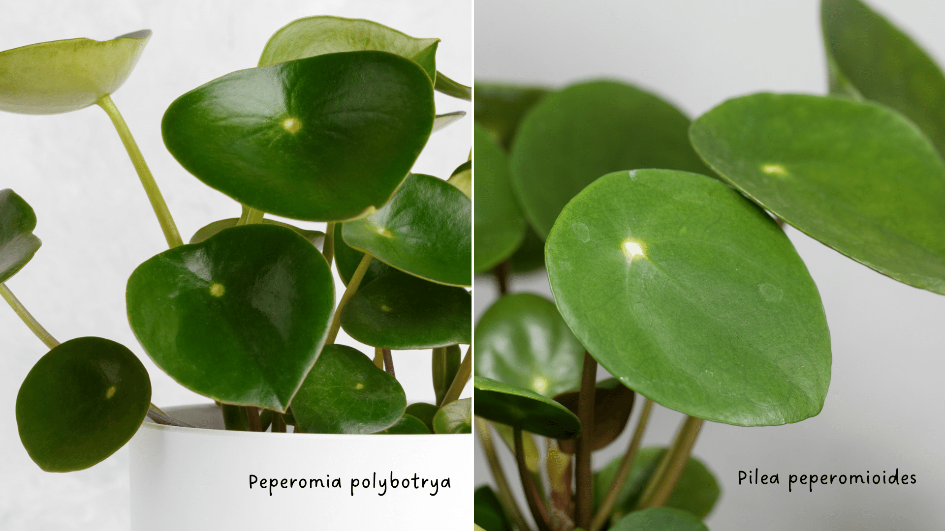 Vrste Peperomija | 12 predivnih Peperomija koje ne mogu proći ...