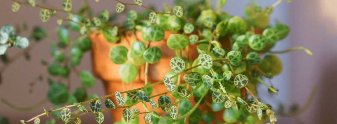 Vrste Peperomija | 12 predivnih Peperomija koje ne mogu proći ...