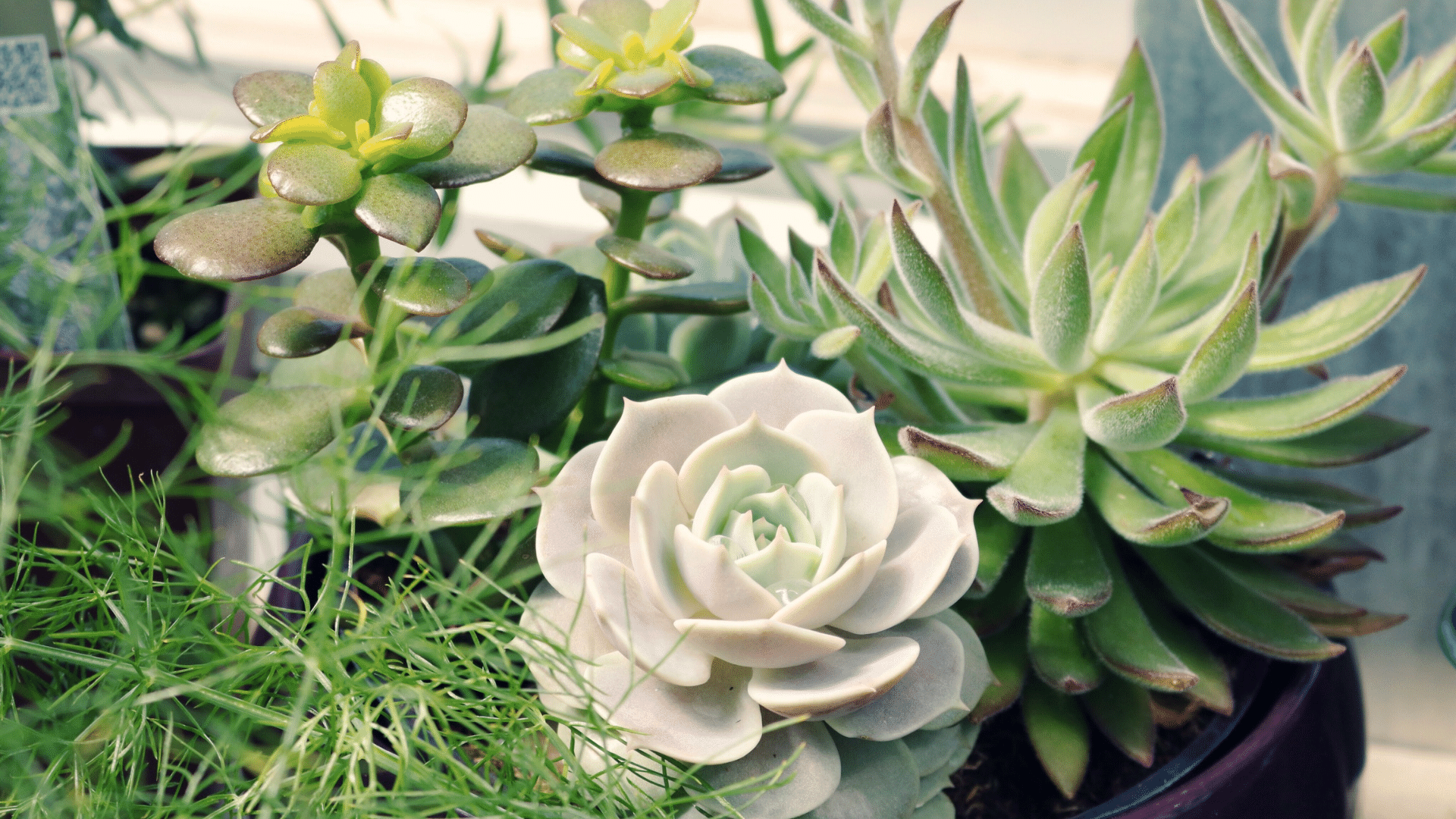 Zalijevanje sukulenata | kada i kako zalijevati sukulente u sobnim ...