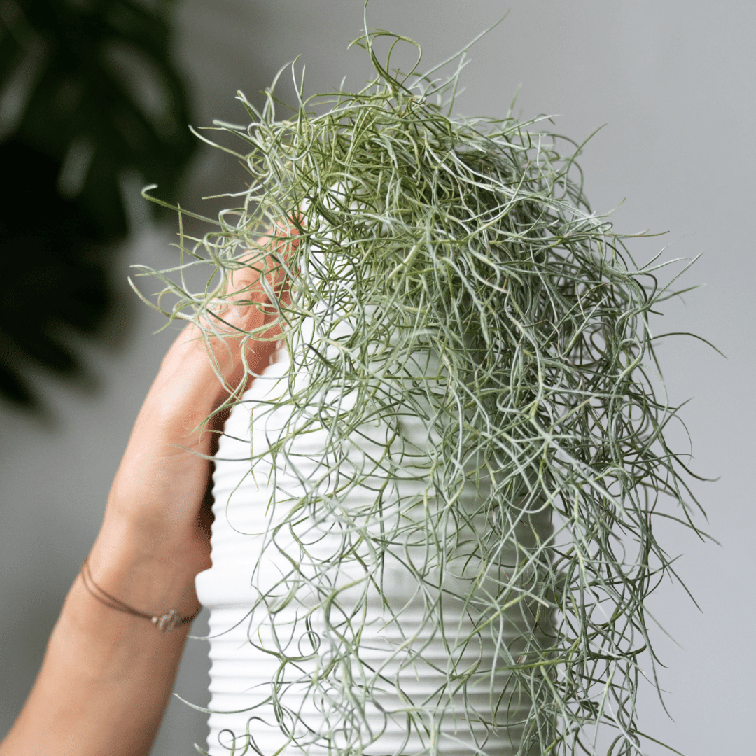 Tillandsia usneoides (Španjolska mahovina) | njega i održavanje - Pjantina