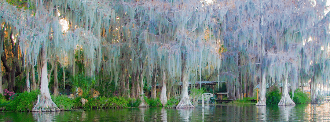 Tillandsia usneoides (Španjolska mahovina) | njega i održavanje - Pjantina