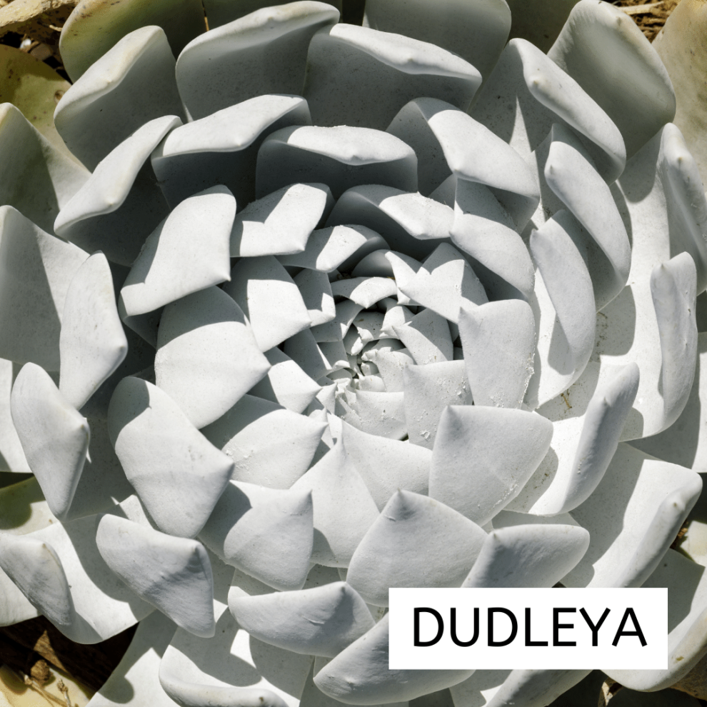 Vrste sukulenata | 20 sukulenata koje jednostavno morate upoznati ...