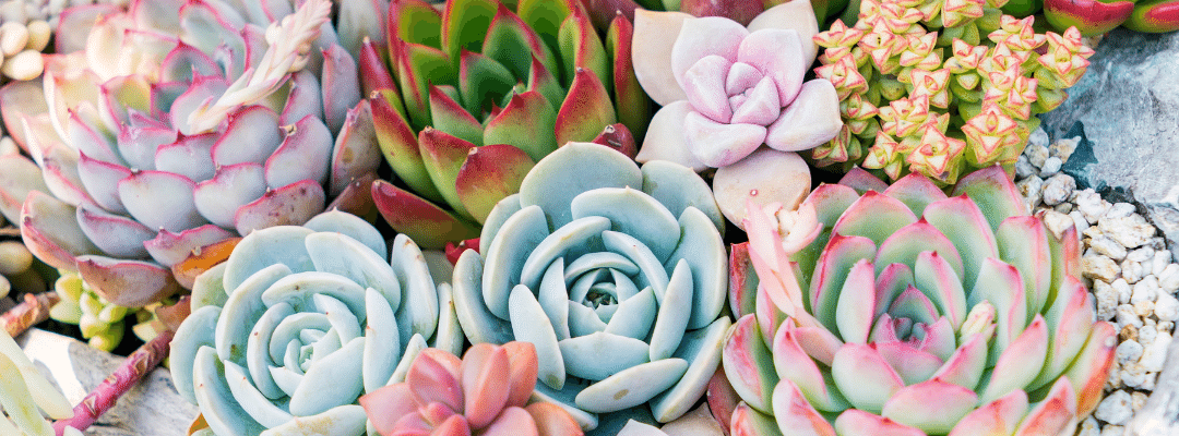 Vrste sukulenata | 20 sukulenata koje jednostavno morate upoznati ...