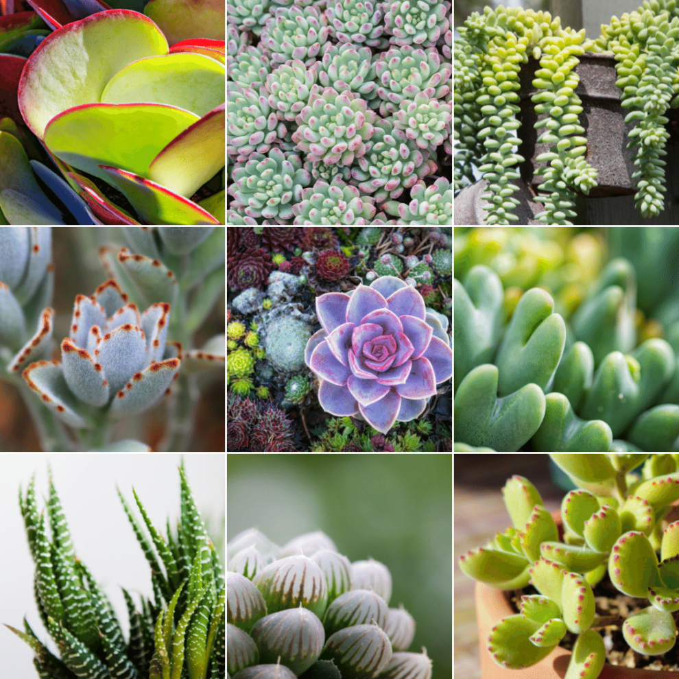 2 sukulenta koji mogu podnijeti -15°C | otkrij sukulente koji su ...