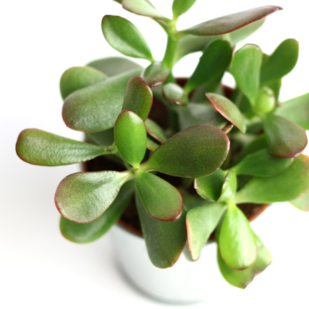 Biljke koje se lako razmnožavaju u vodi - kako točno uzeti reznice za ...