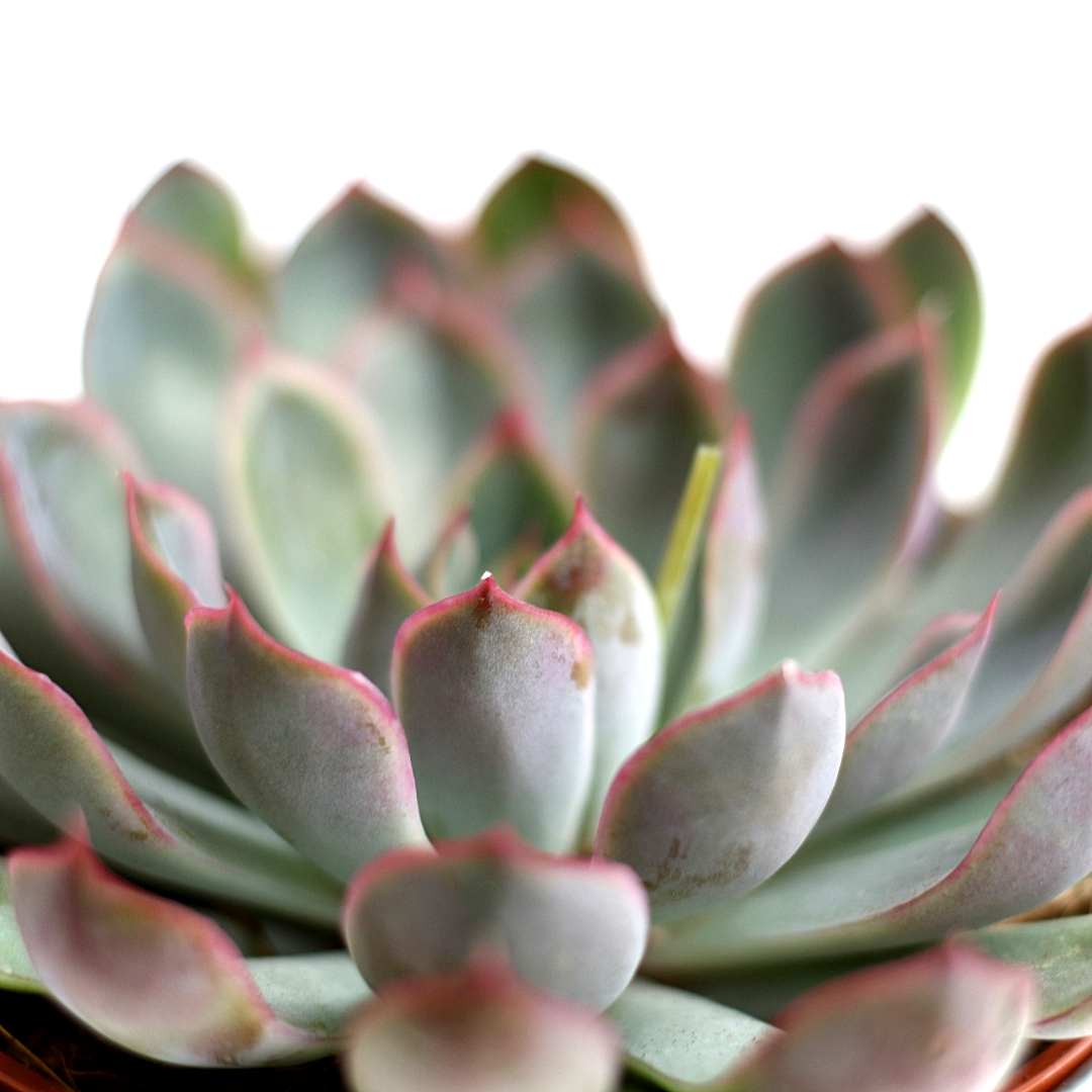 Biljke koje se lako razmnožavaju u vodi - kako točno uzeti reznice za ...